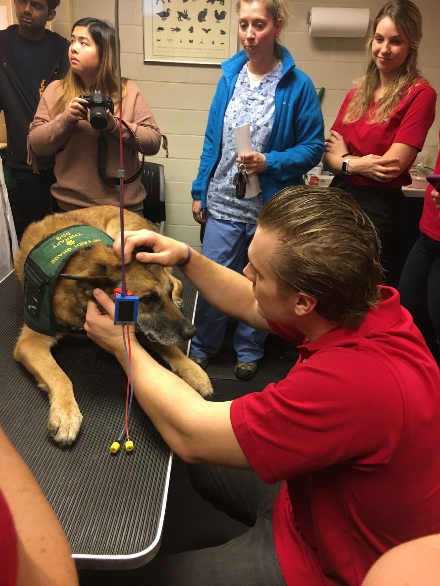 When Audiology Goes to the Dogs: An Inside Look into Animal Audiology ...